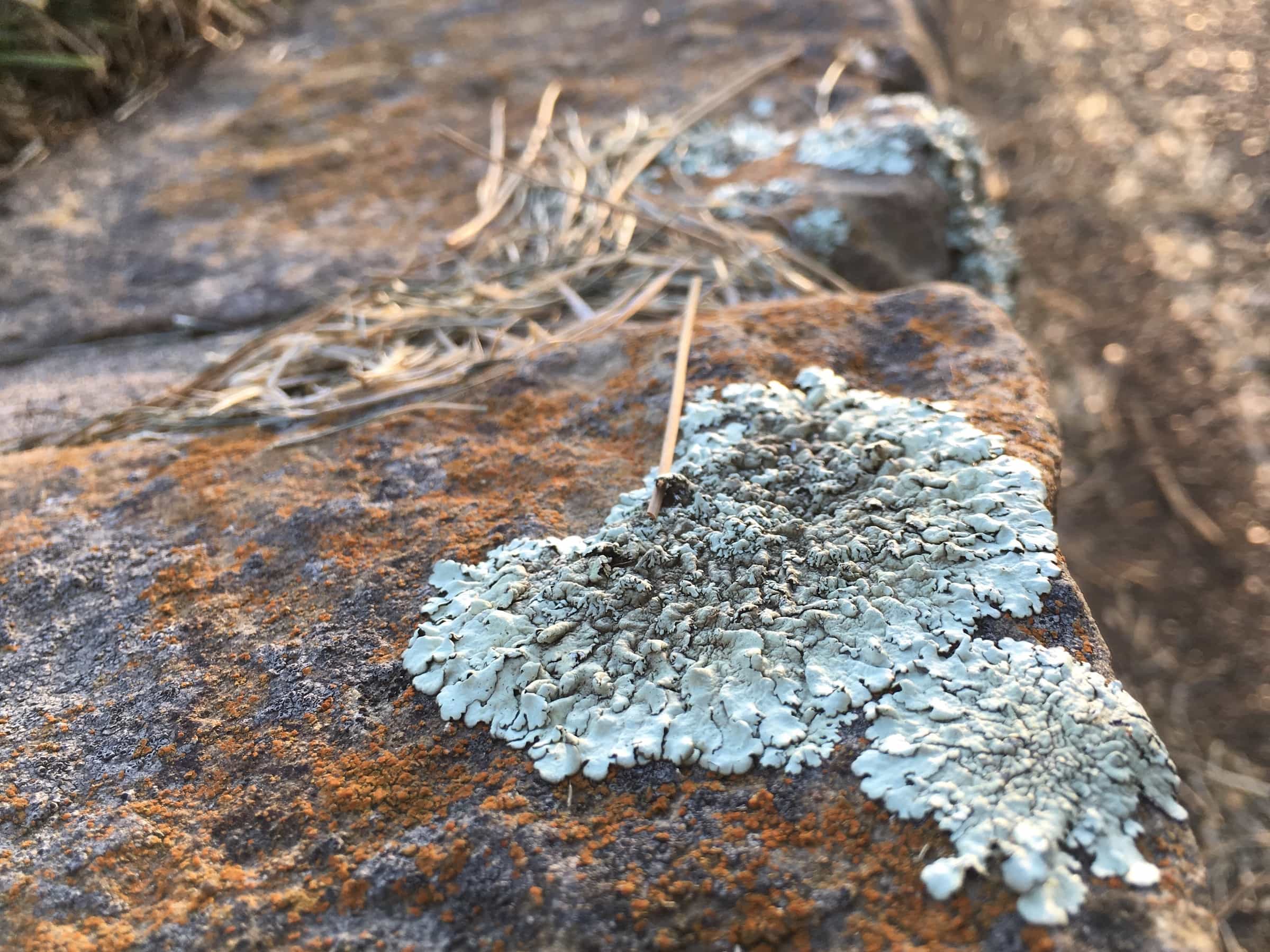 Next Time You Go Hikin' Look For A Lichen - Joyful Microbe