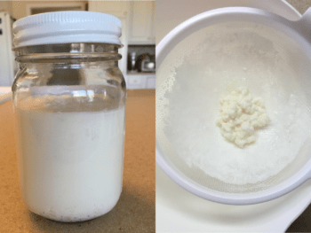 The Microbiology And Making Of Milk Kefir - Joyful Microbe