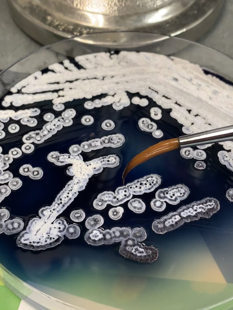 Painting with colorful antibiotics from bacteria: Dr. Vineetha Zacharia ...